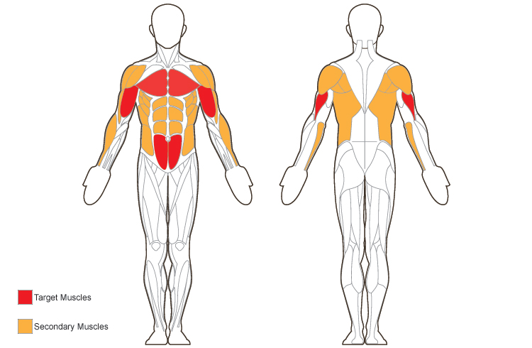 Belson | CloserLook | Front and Back Target Muscles