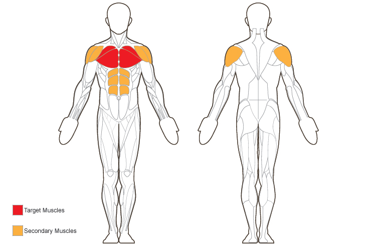 Butterfly Muscles Worked