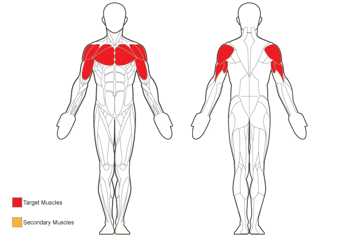 Belson | CloserLook | Front and Back Target Muscles